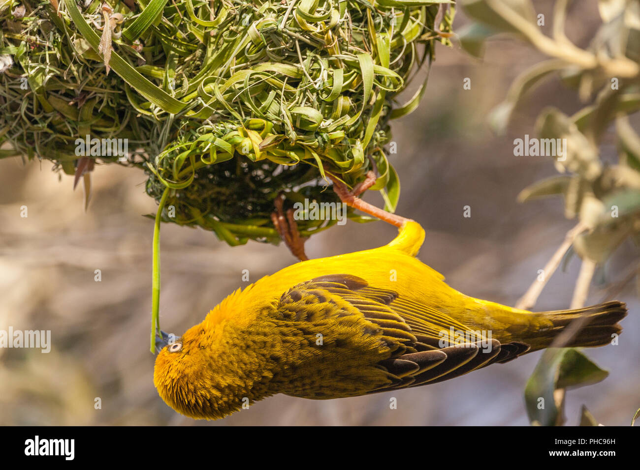 Weaver bird building nest hi-res stock photography and images - Alamy