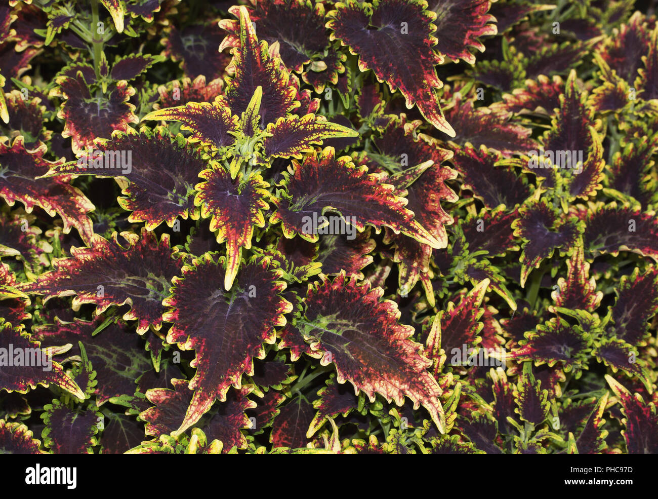 Coleus blumei Solenostemon scutellarioides Stock Photo - Alamy