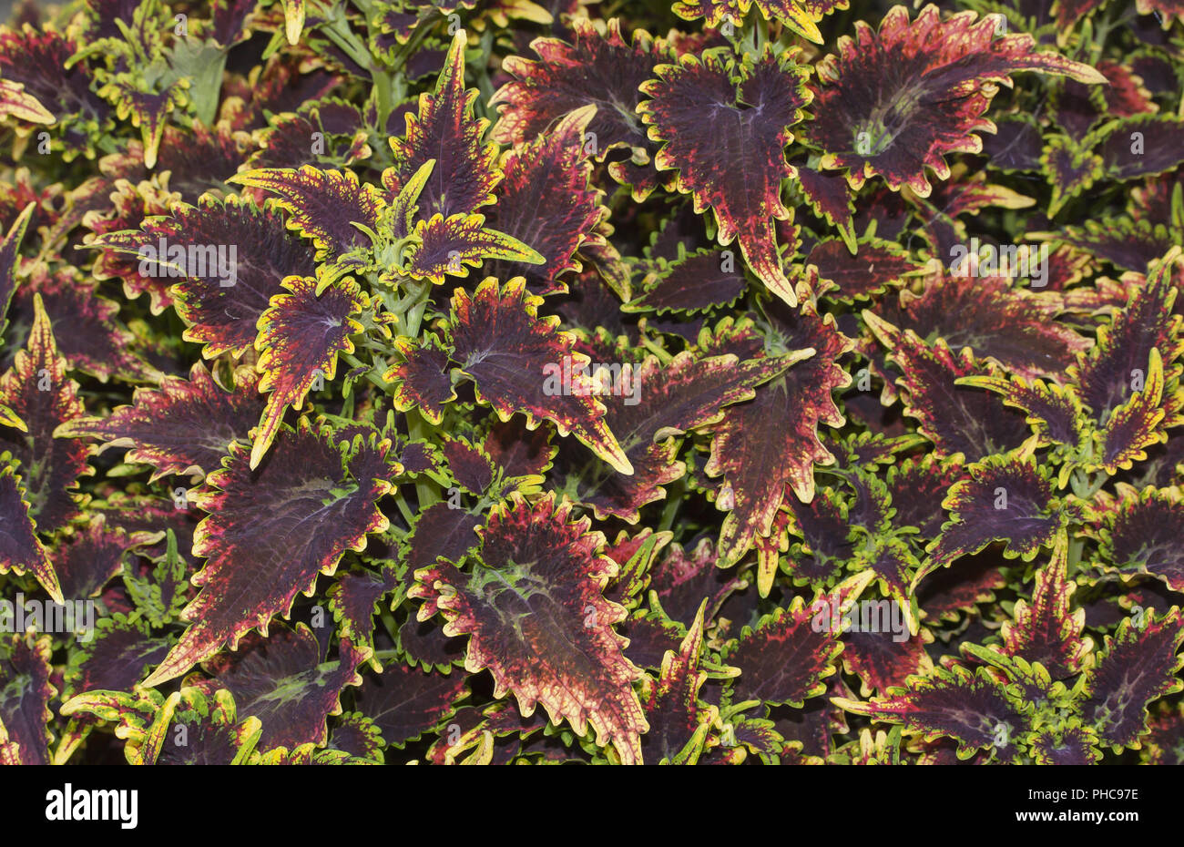 Coleus blumei hi-res stock photography and images - Alamy