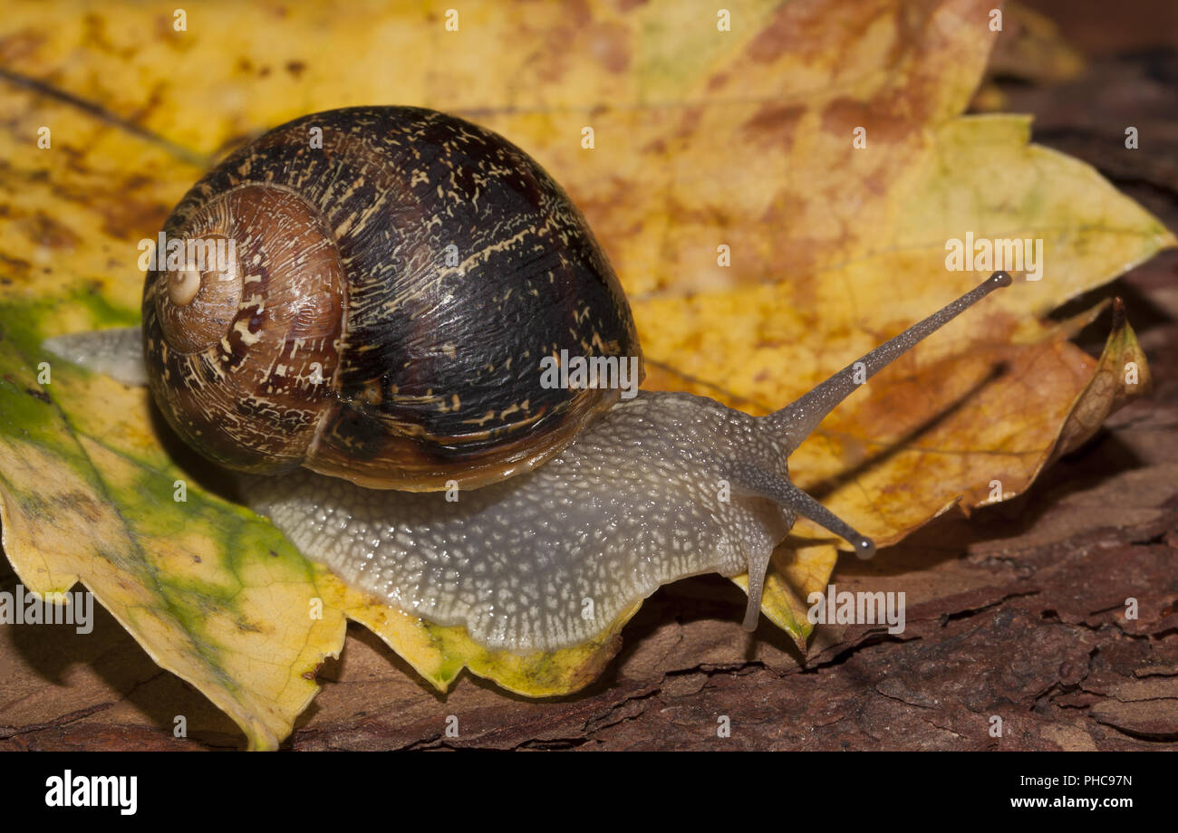 Garden snails cornu aspersum hi-res stock photography and images - Alamy