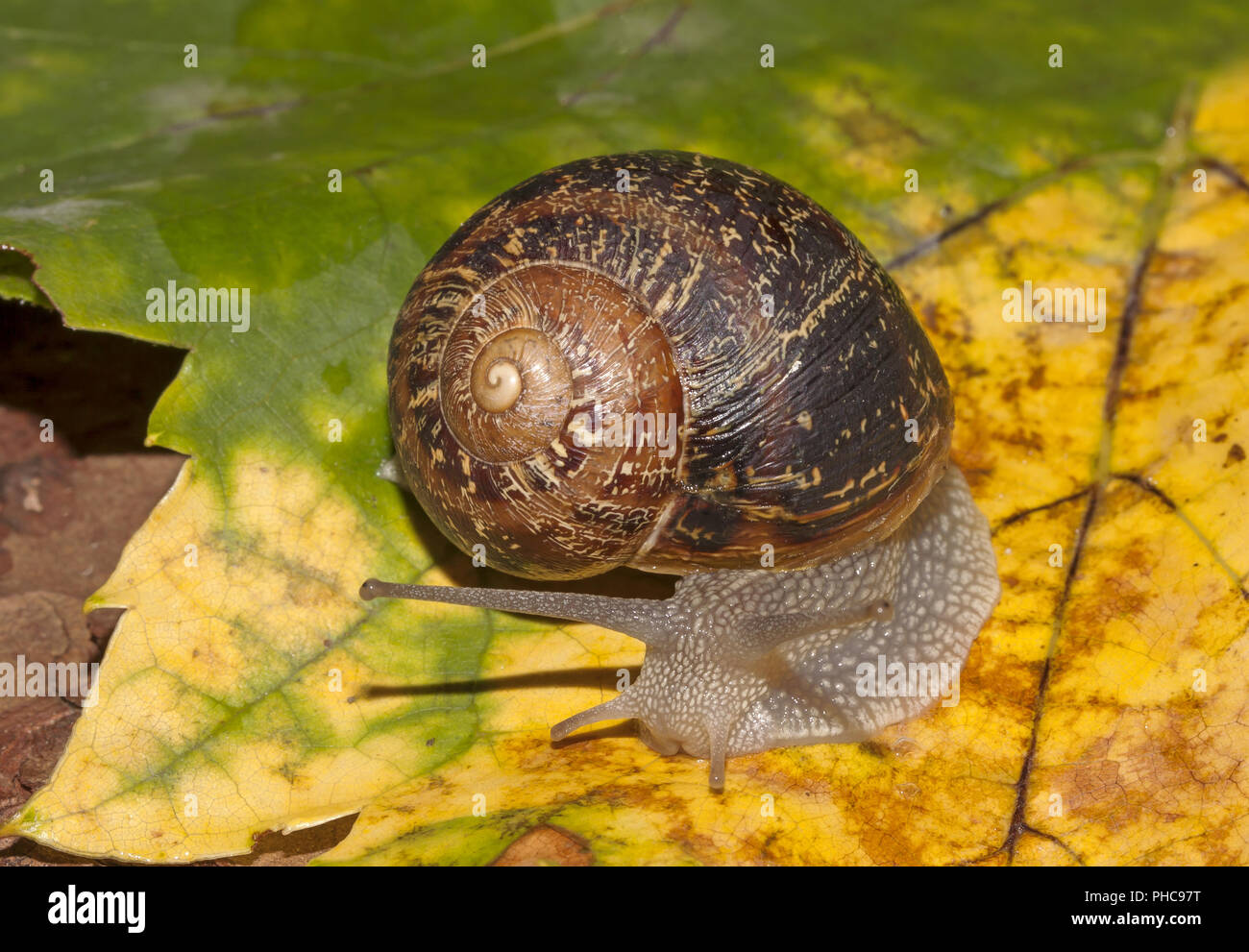 European brown snail Cornu aspersum Stock Photo - Alamy