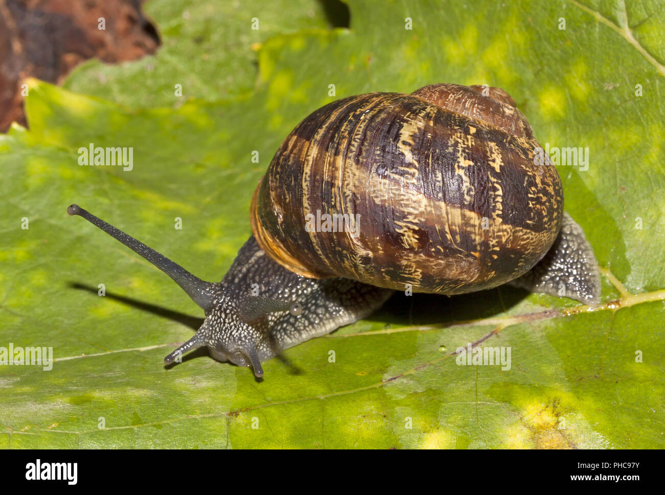 European brown snail Cornu aspersum Stock Photo - Alamy