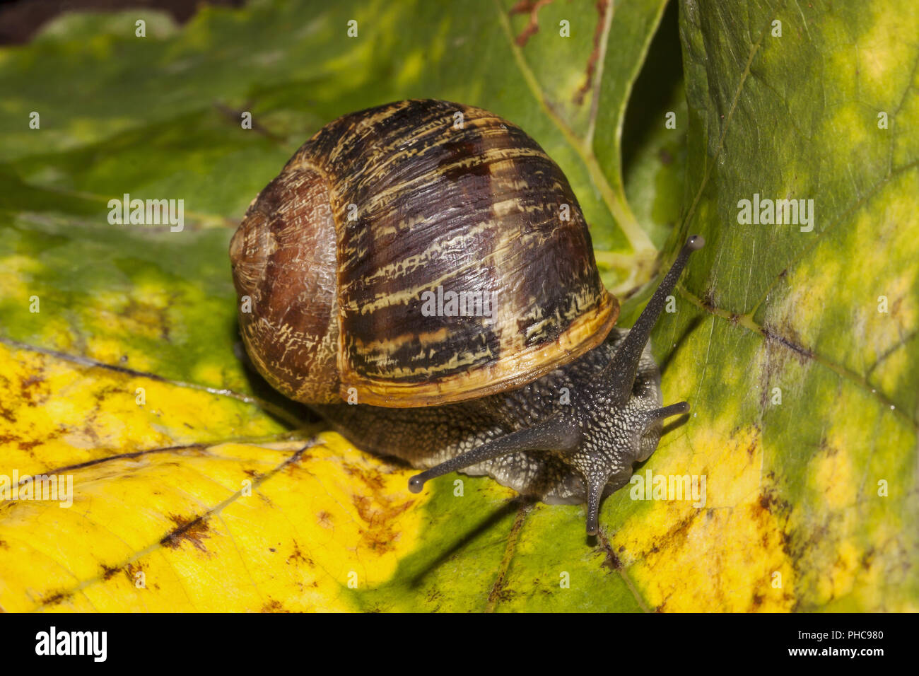 European brown snail Cornu aspersum Stock Photo - Alamy