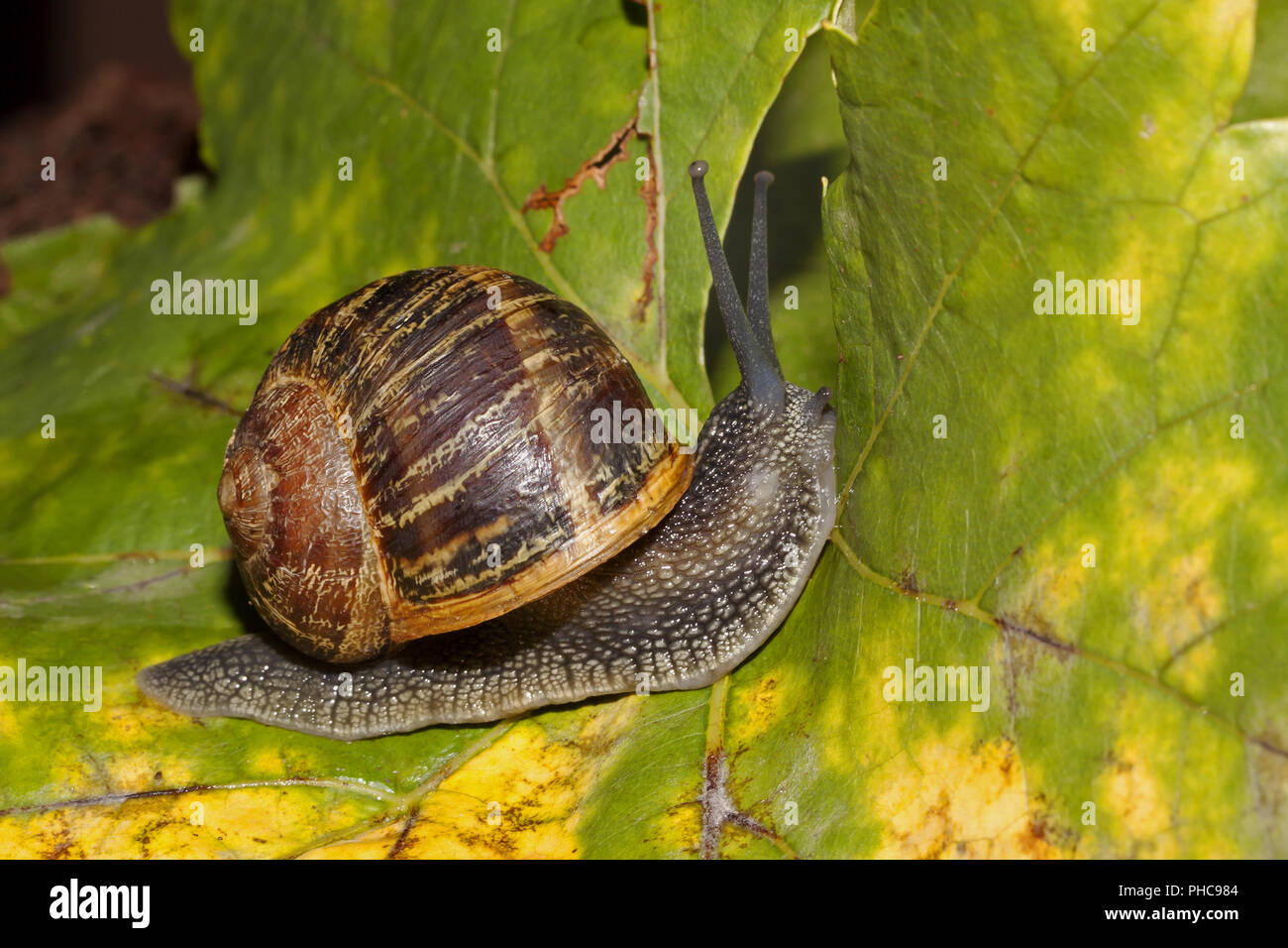 European brown snail Cornu aspersum Stock Photo - Alamy