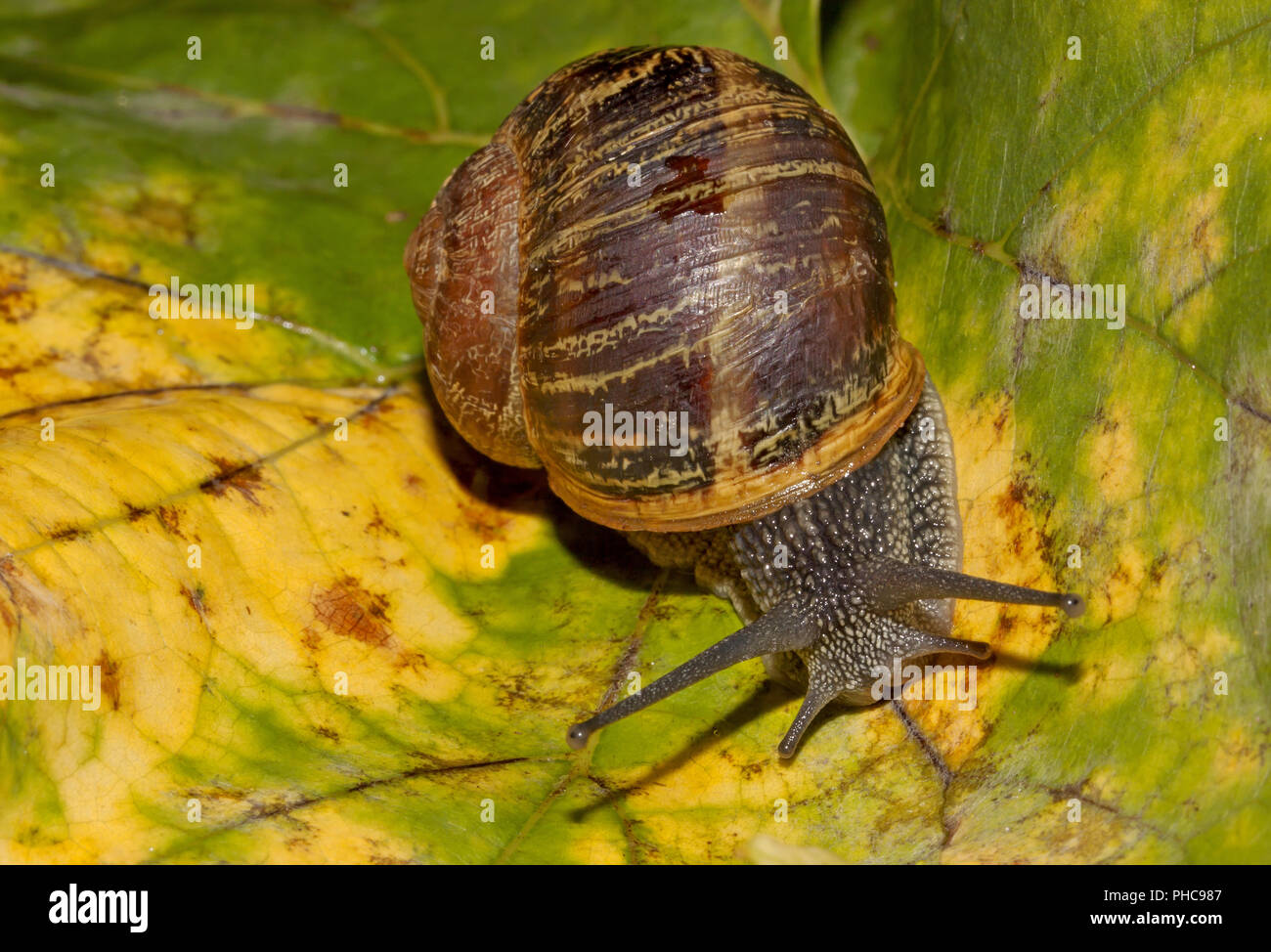 European brown snail Cornu aspersum Stock Photo - Alamy