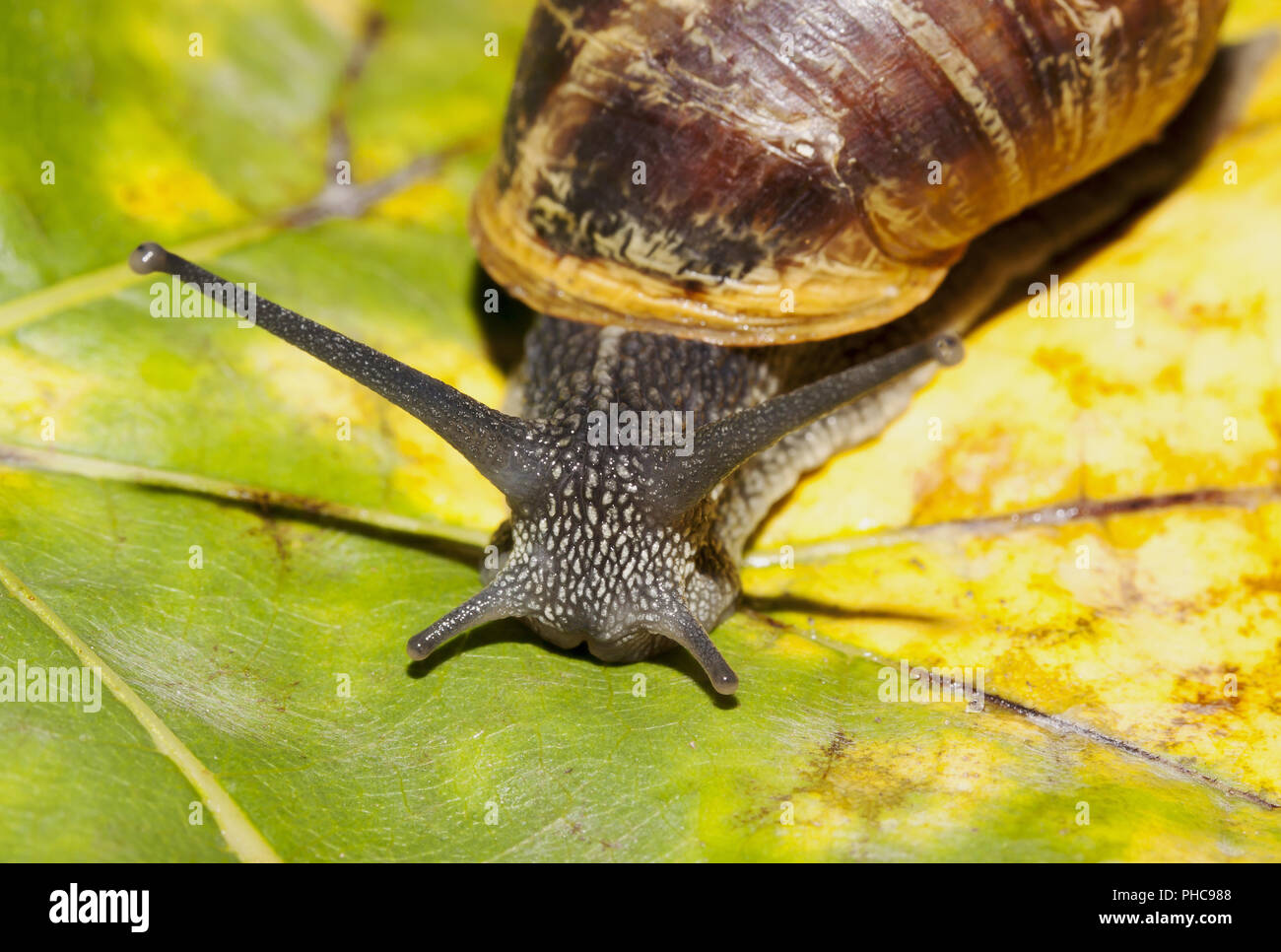Gefleckte weinbergschnecke cornu aspersum hi-res stock photography and ...