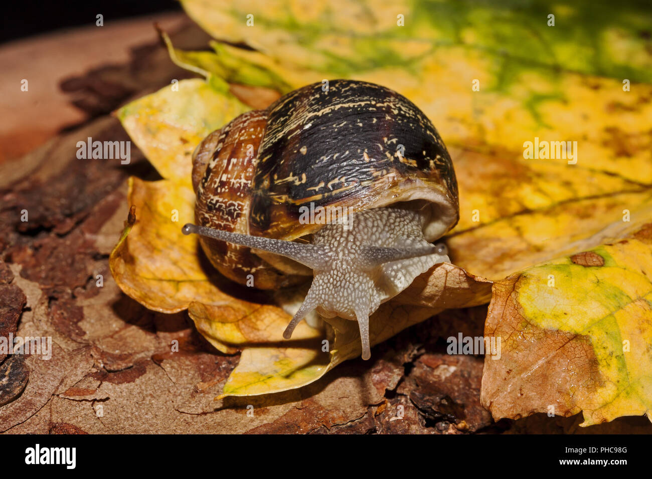 Gefleckte weinbergschnecke cornu aspersum hi-res stock photography and ...