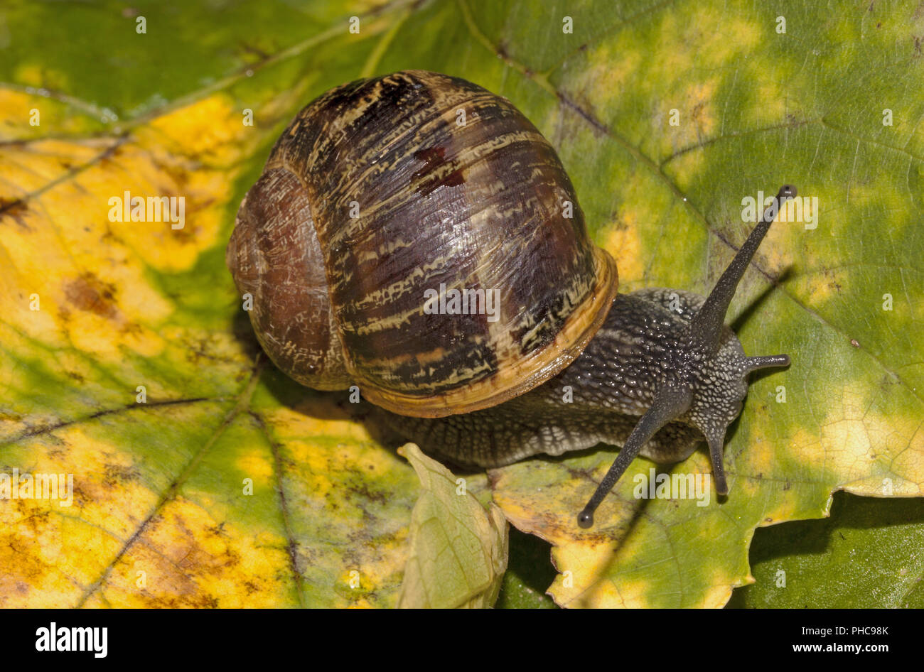 Cornu aspersum snails hi-res stock photography and images - Alamy