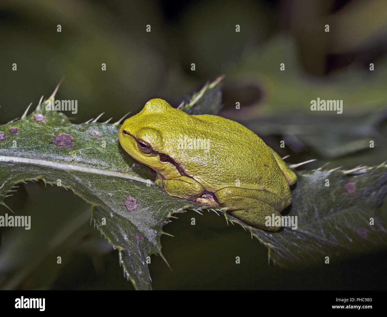 Young common tree frog hi-res stock photography and images - Alamy