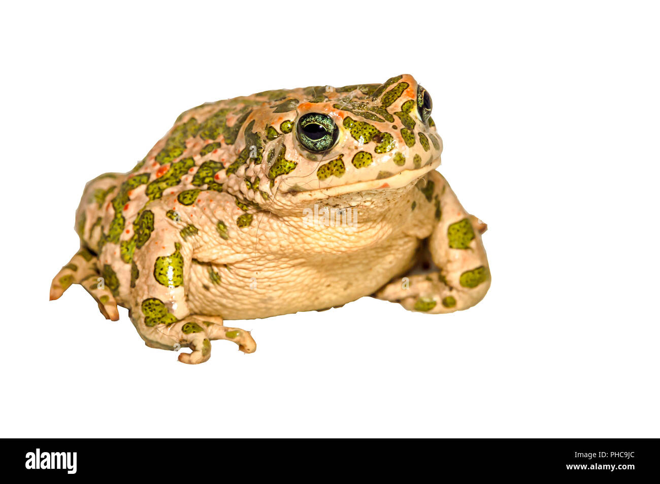 Common European Toad Stock Photo - Alamy