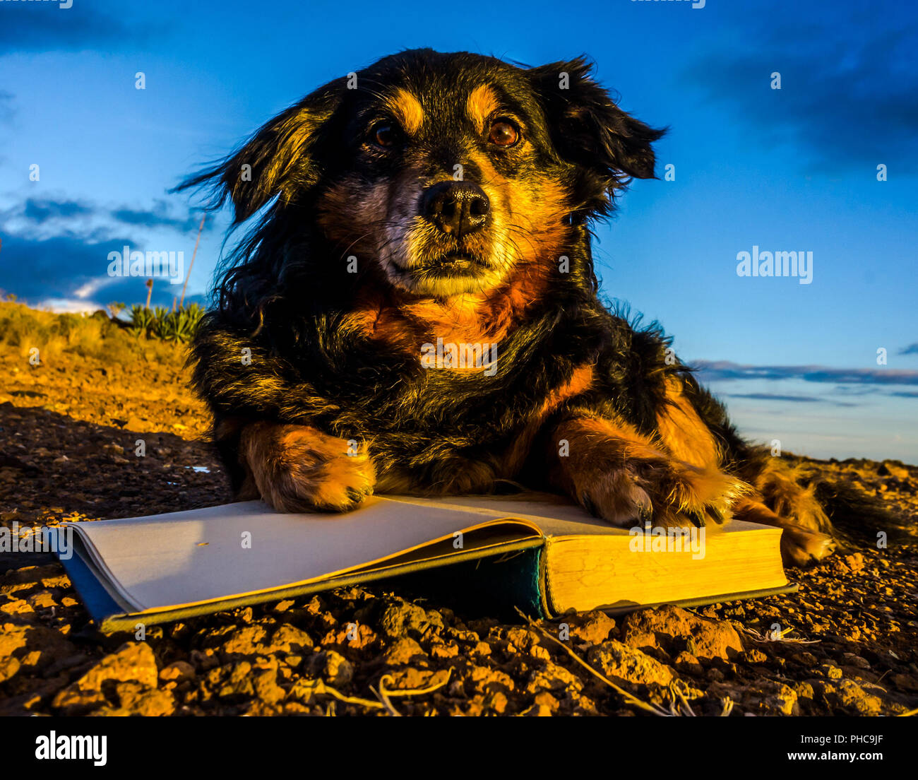 One intelligent Black Dog Reading a Book Stock Photo - Alamy