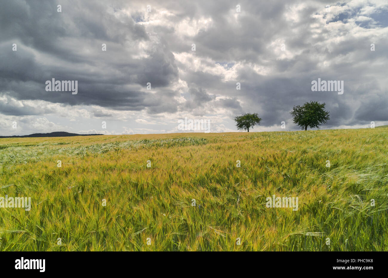 Grainfield hi-res stock photography and images - Alamy