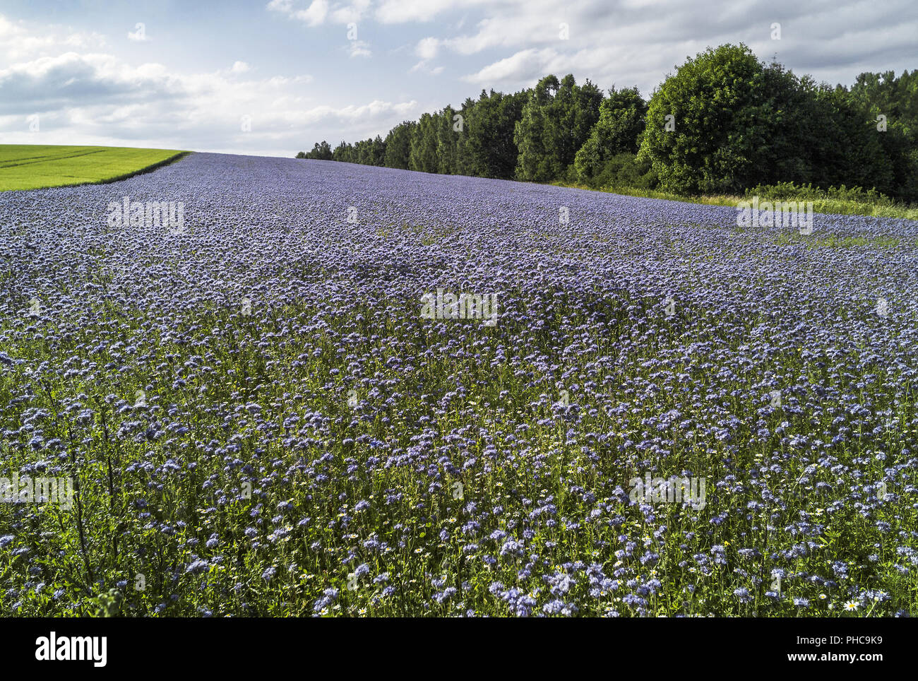 Field of cornflowers Stock Photo - Alamy
