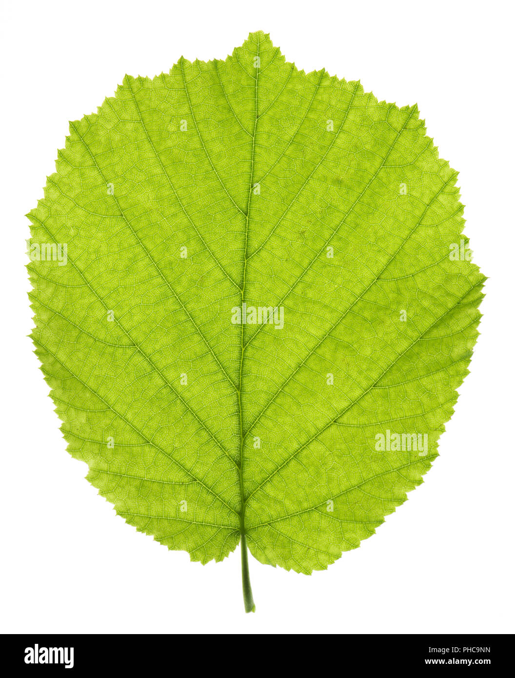Single leaf hi-res stock photography and images - Alamy