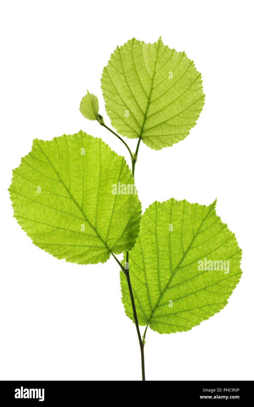 single leaf of hazelnut bush Stock Photo - Alamy