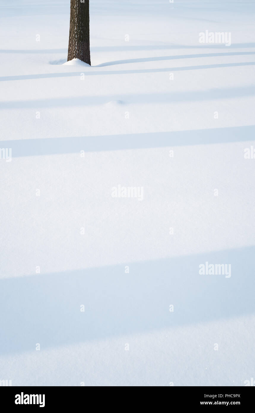 Winter background for design. Snow in the park. Trunk of tree and ...