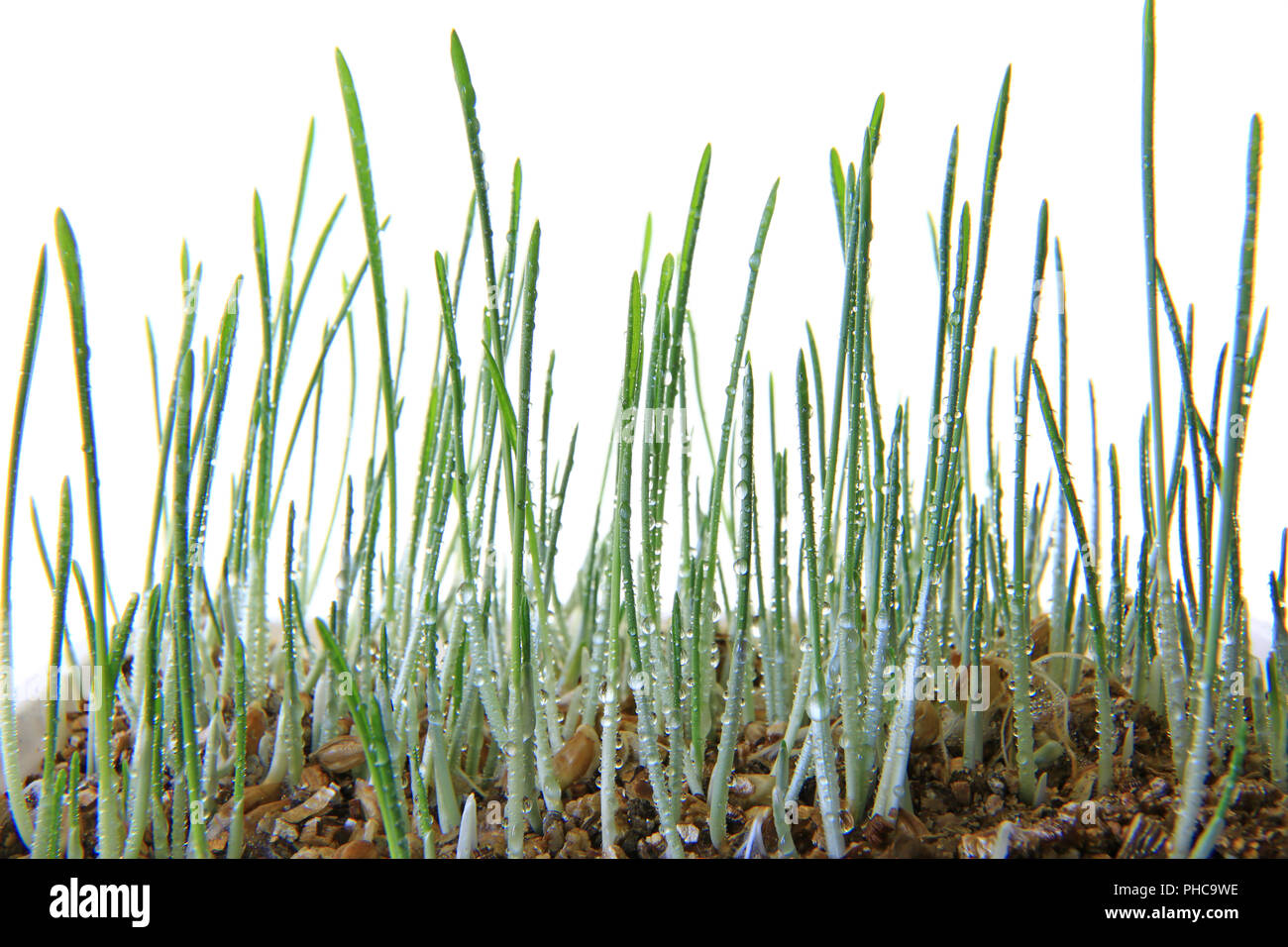 Grass seedlings hi-res stock photography and images - Alamy