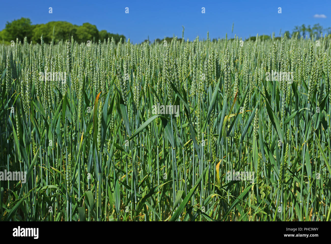 Triticum Aestivum Subsp. Aestivum – QEID