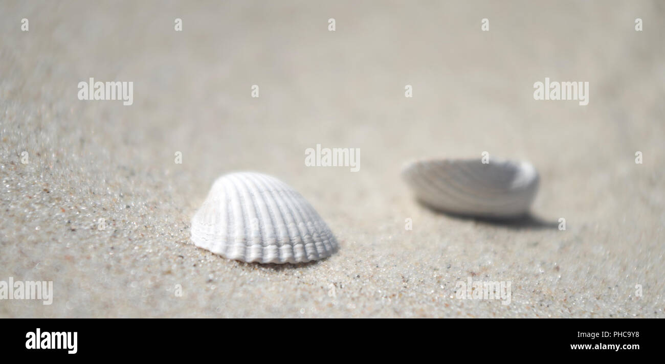 Conch motif hi-res stock photography and images - Alamy