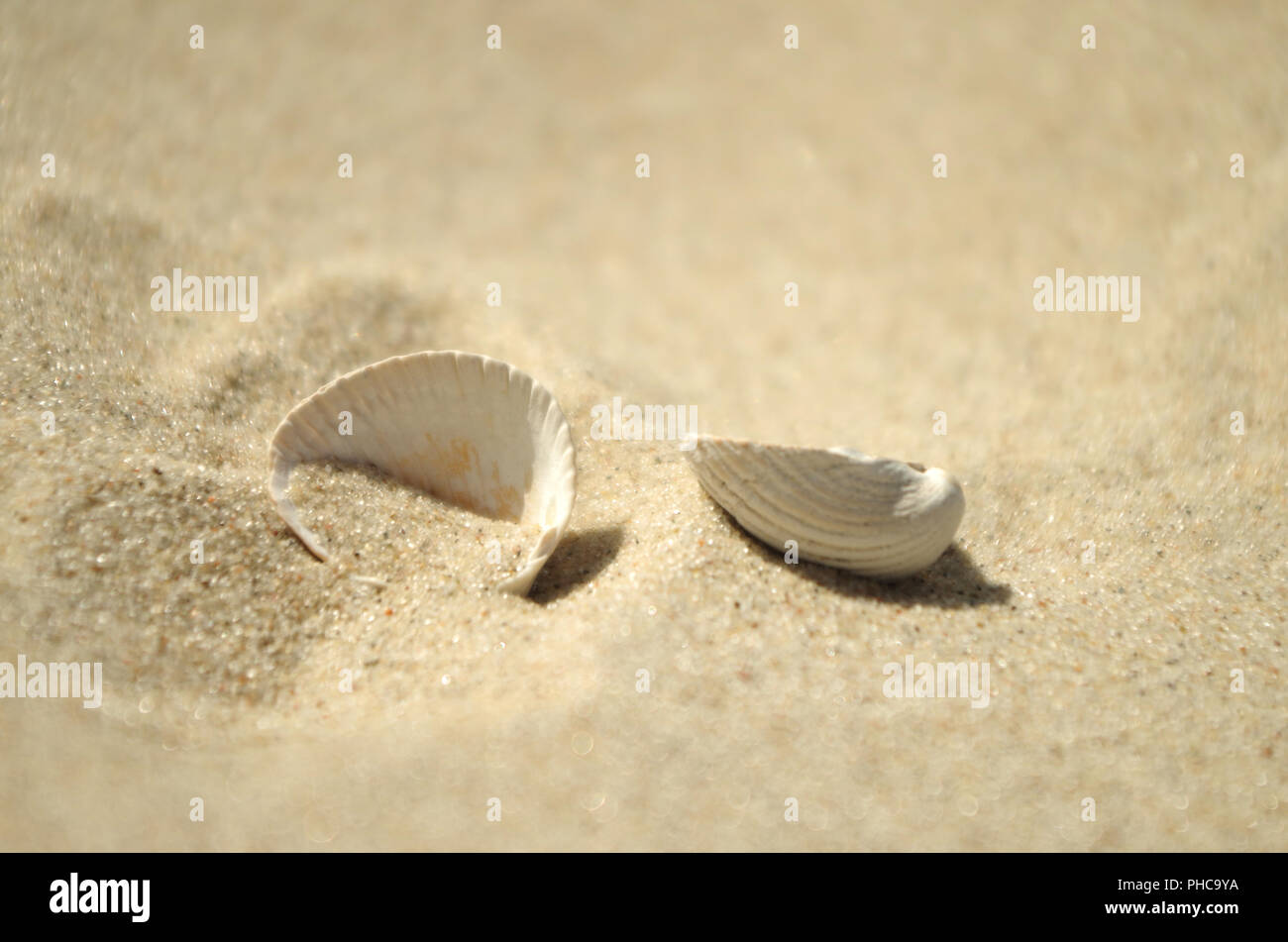 Conch motif hi-res stock photography and images - Alamy