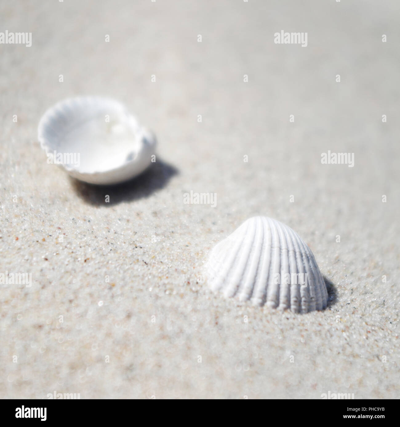 Conch motif hi-res stock photography and images - Alamy