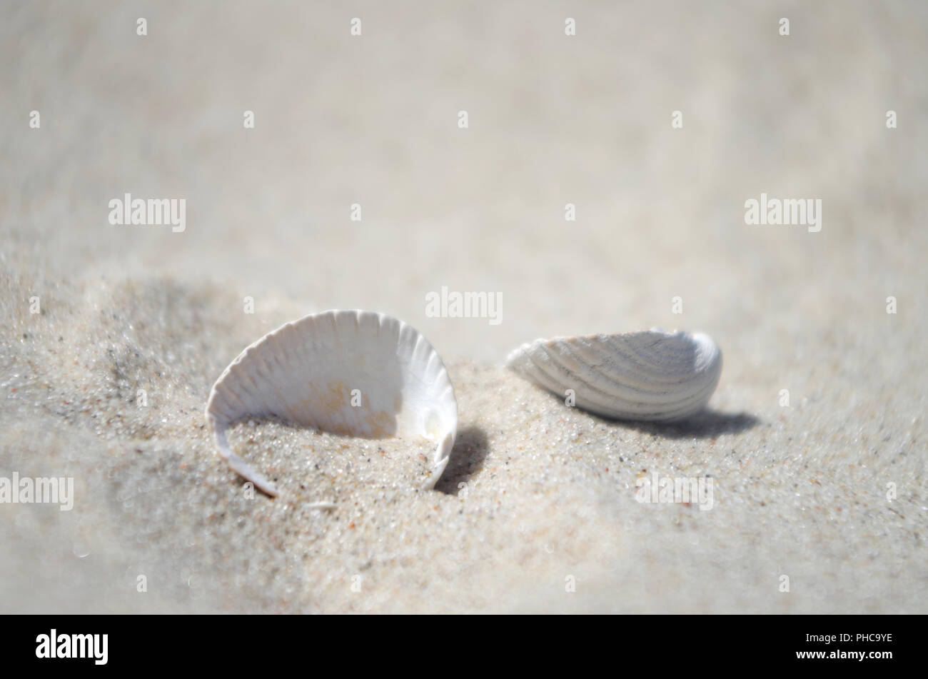 Conch motif hi-res stock photography and images - Alamy