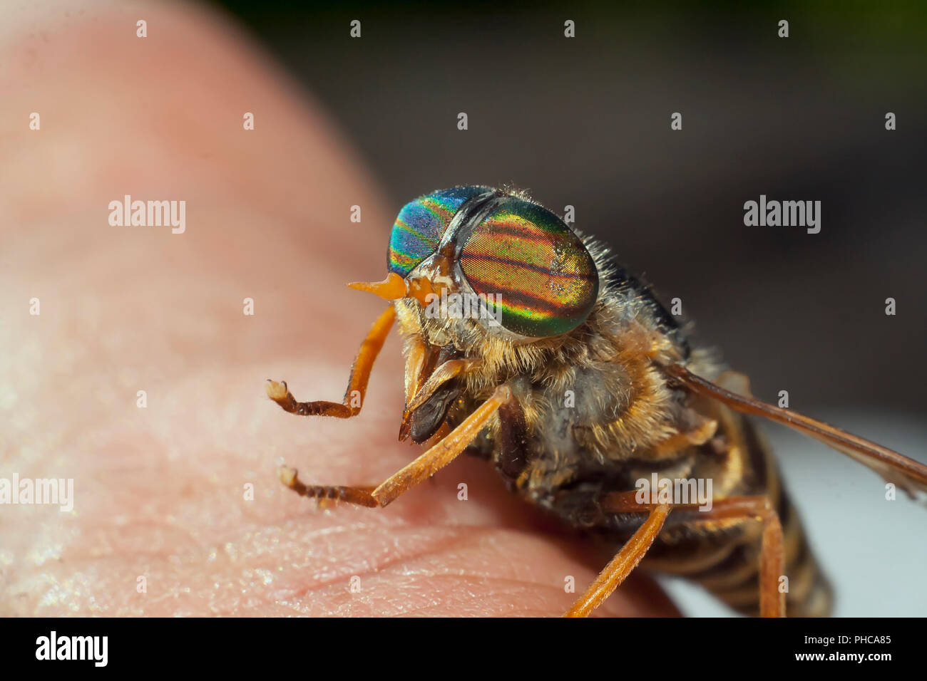 Human botfly hi-res stock photography and images - Alamy