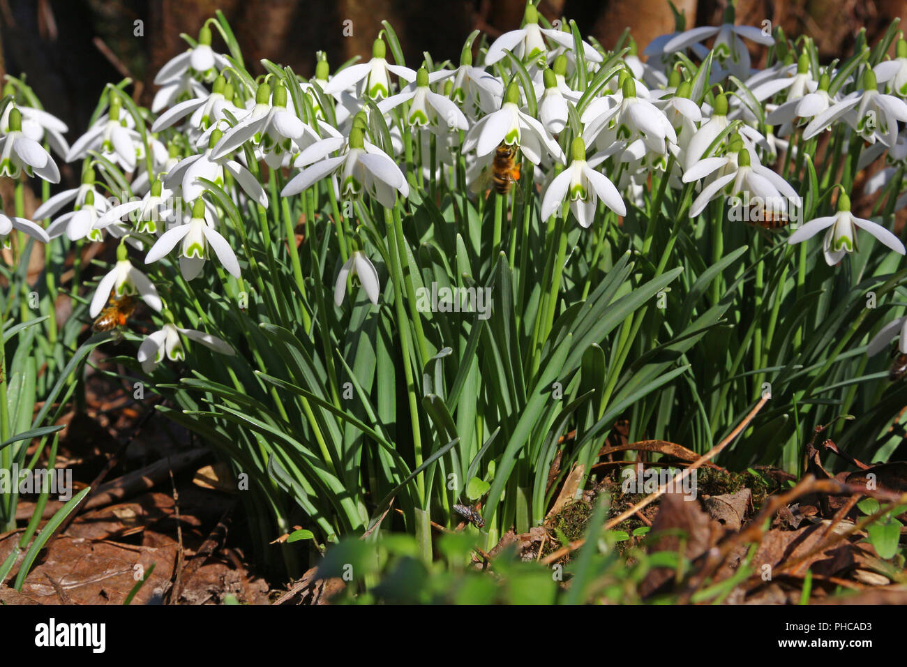 Galanthus plants hi-res stock photography and images - Alamy