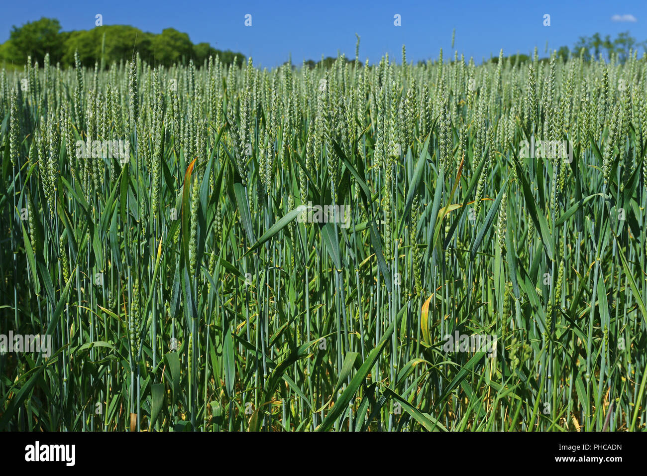 Wheat (Triticum aestivum Stock Photo - Alamy