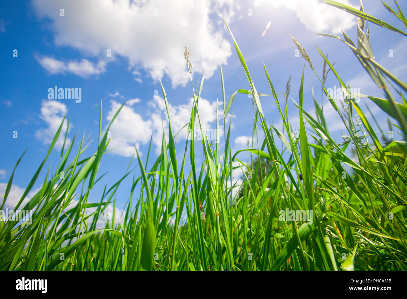 Summer and grass hi-res stock photography and images - Alamy