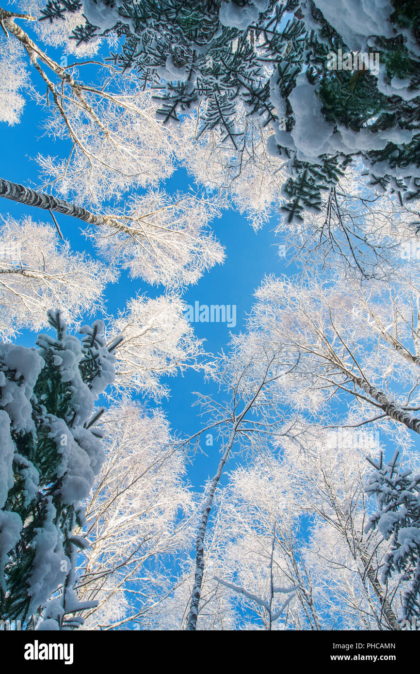 Beautiful snowy tree in hi-res stock photography and images - Alamy