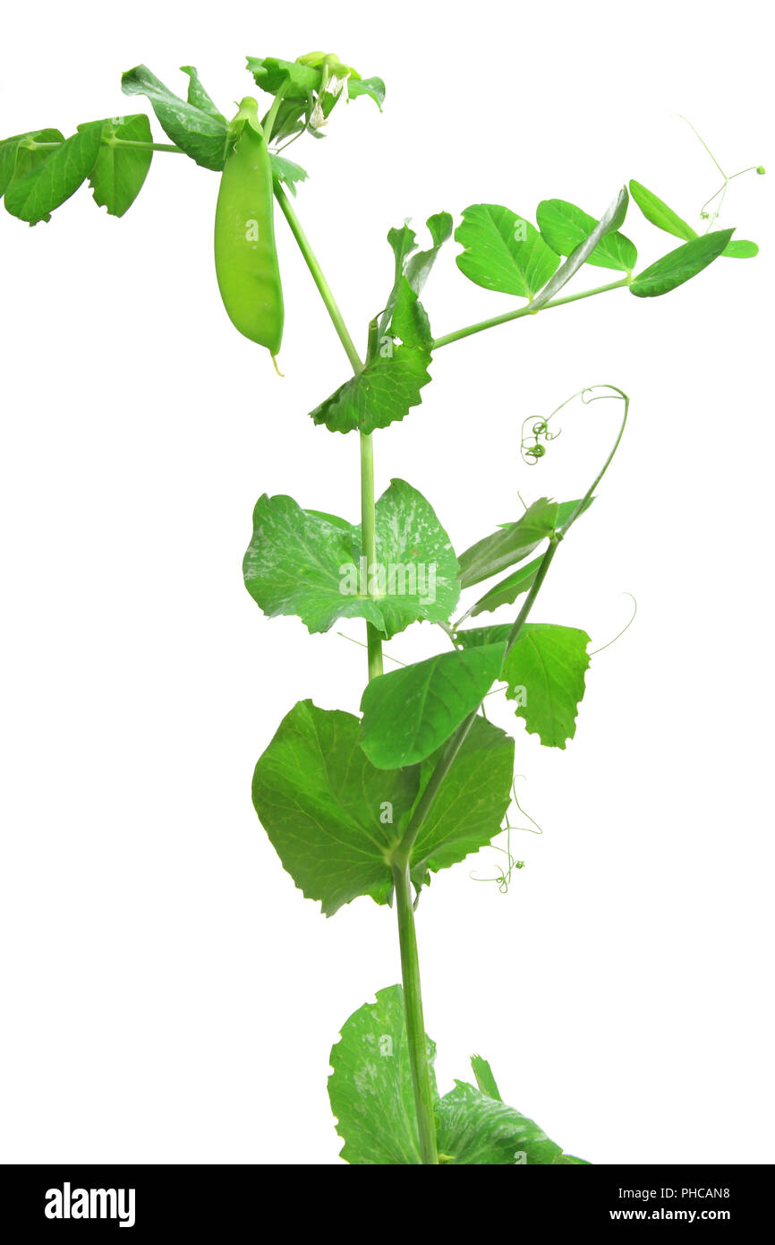 Snow pea plant hi-res stock photography and images - Alamy