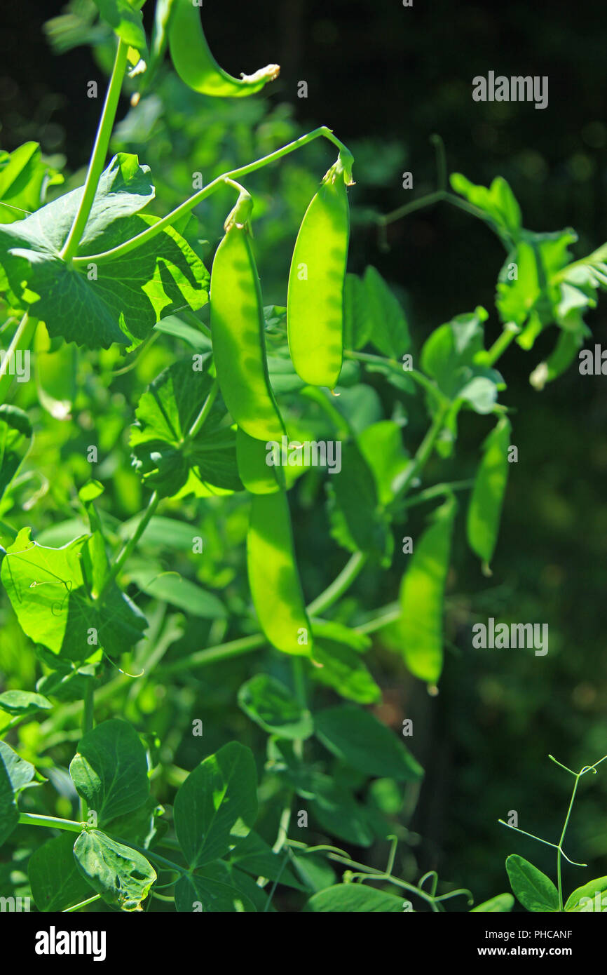 Snow pea plant hi-res stock photography and images - Alamy