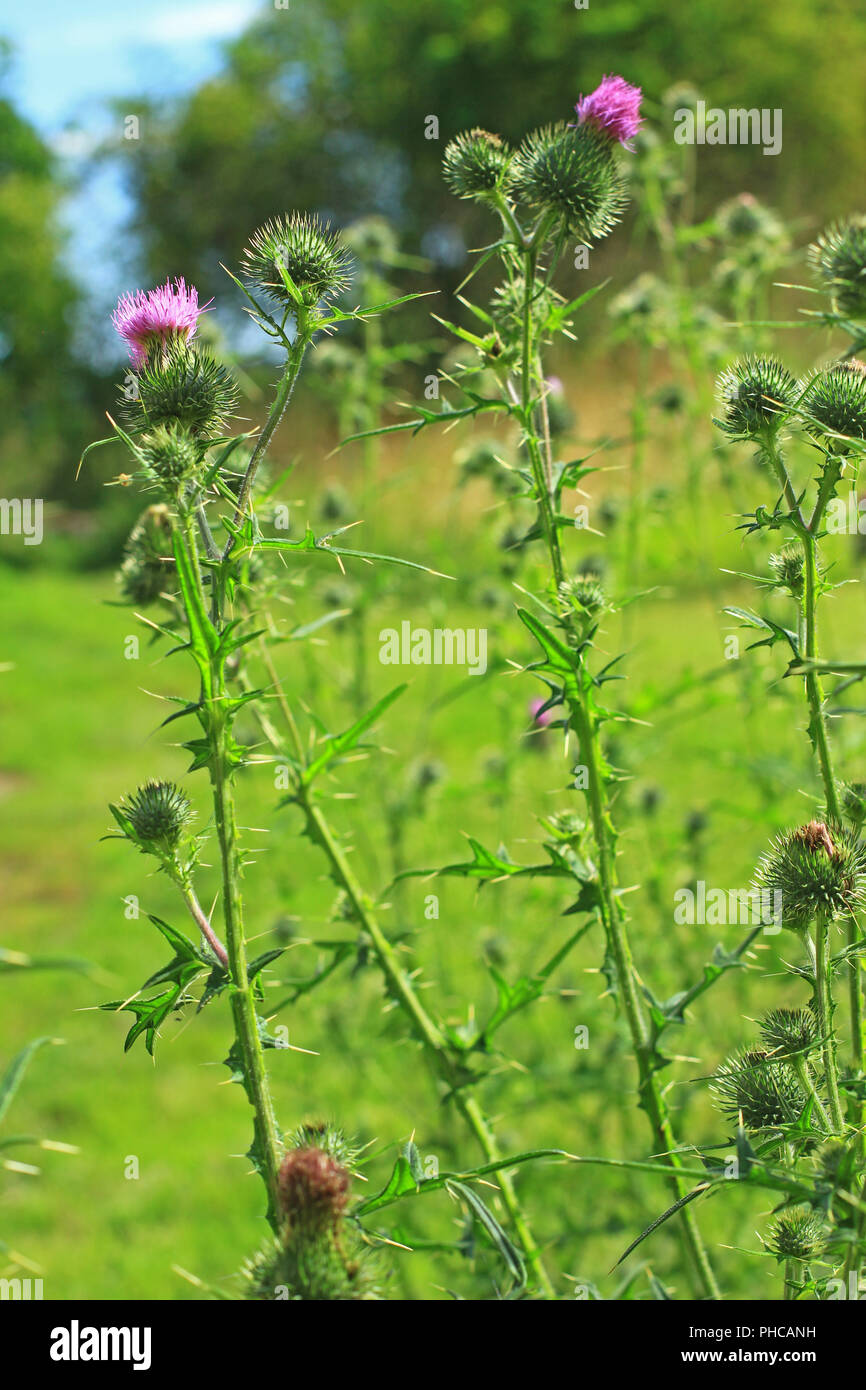 common thistle (Cirsium vulgare Stock Photo - Alamy