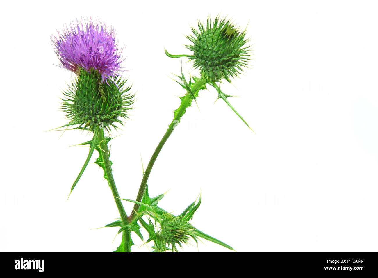 common thistle (Cirsium vulgare Stock Photo - Alamy