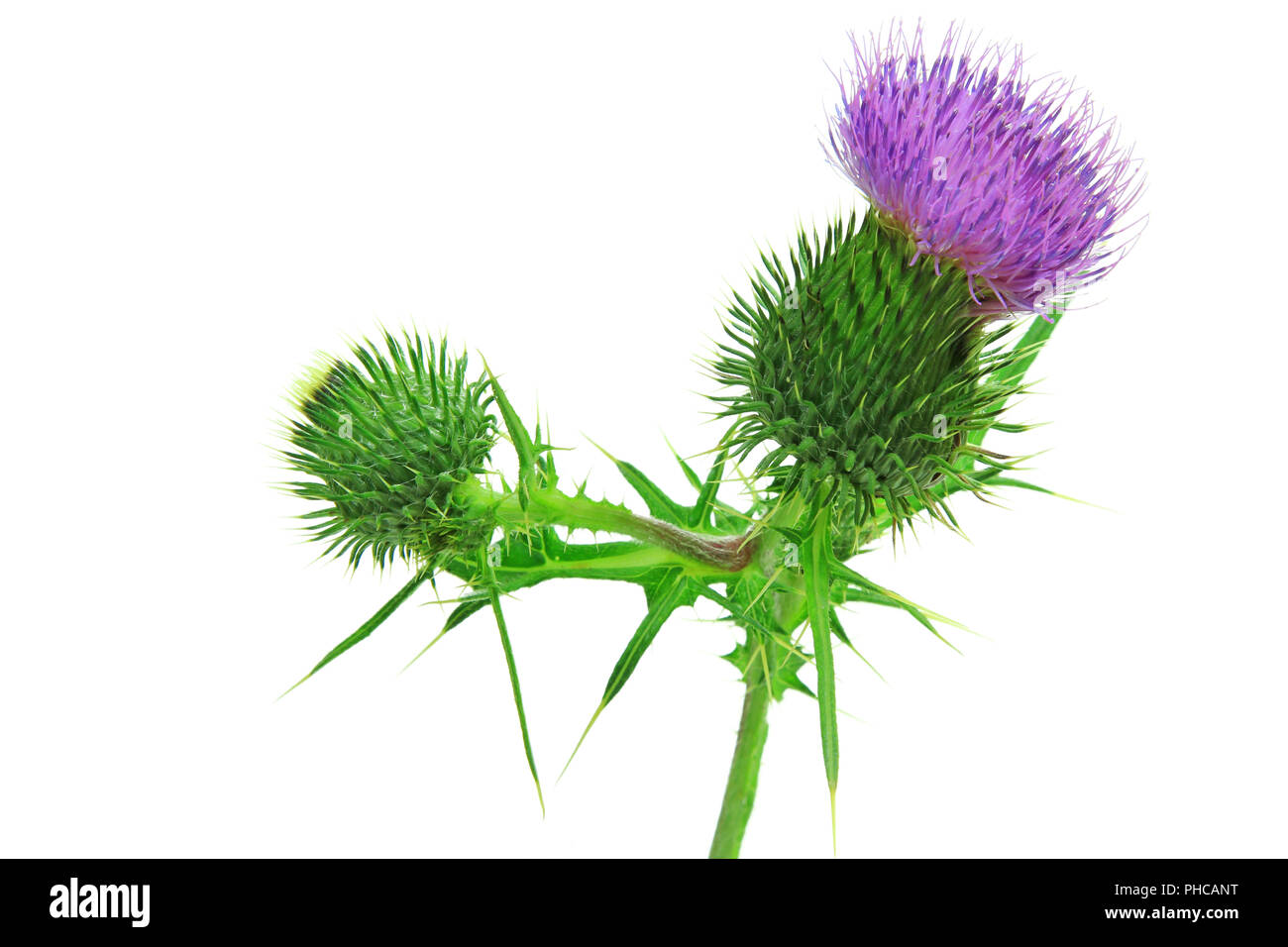Common thistle plant Cut Out Stock Images & Pictures - Alamy