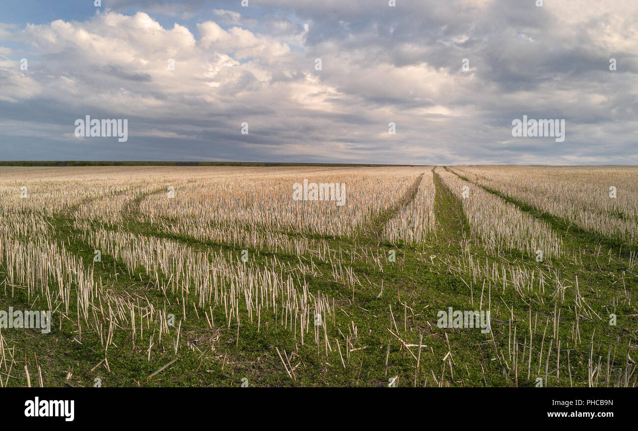 Stubble plants hi-res stock photography and images - Alamy