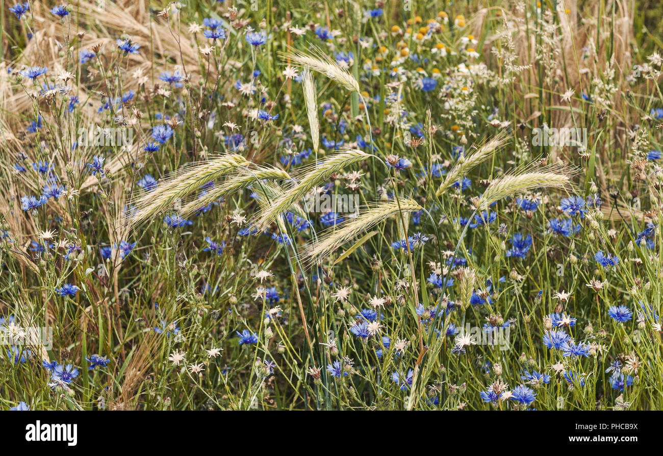 Strip lynchet hi-res stock photography and images - Alamy