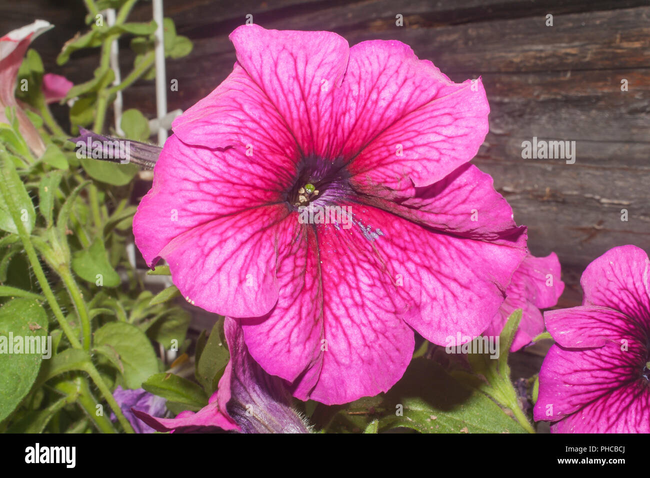 Beautiful petunia hi-res stock photography and images - Alamy
