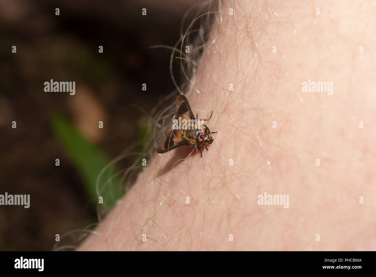 Horsefly Bite High Resolution Stock Photography and Images - Alamy