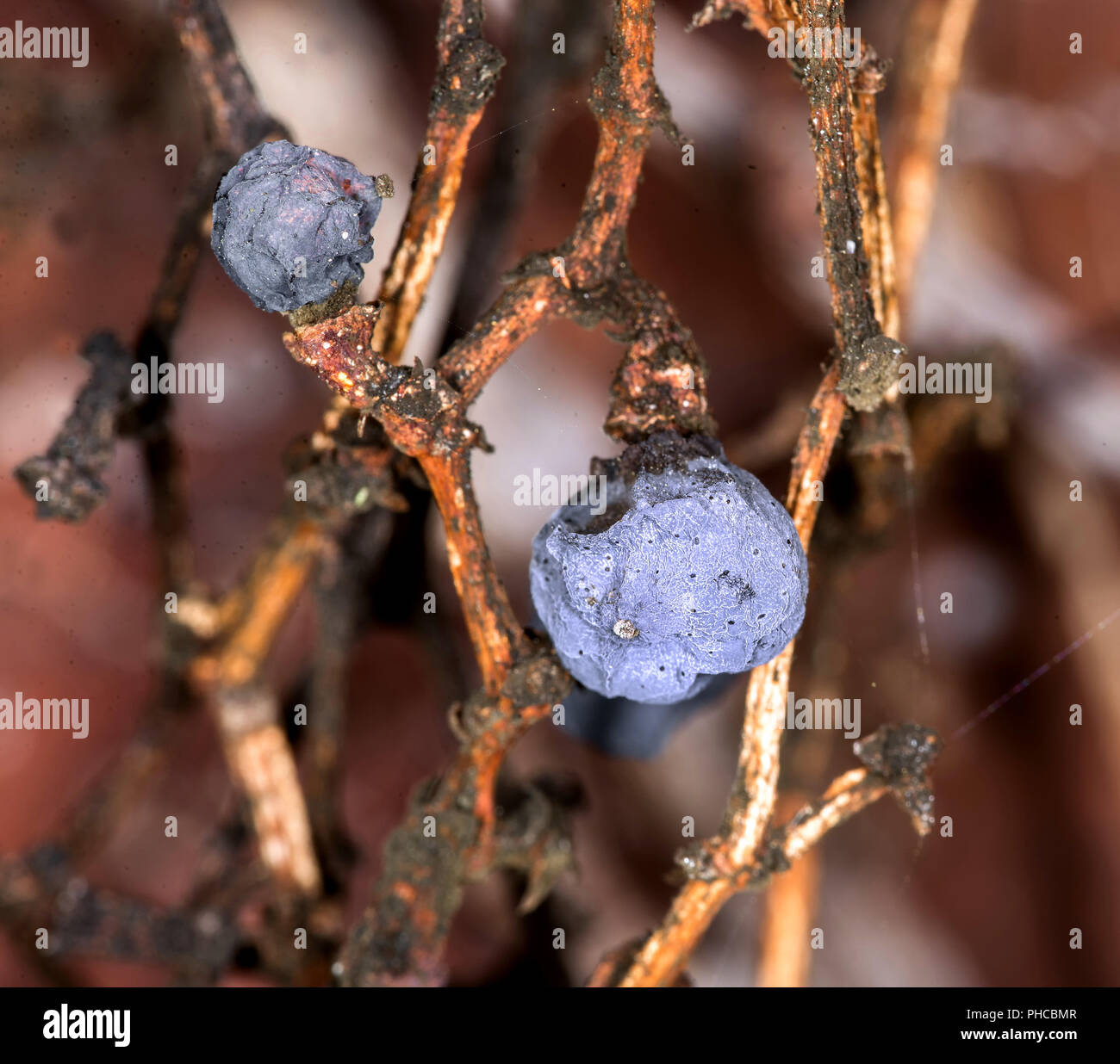 Grape cut seedless hi-res stock photography and images - Alamy