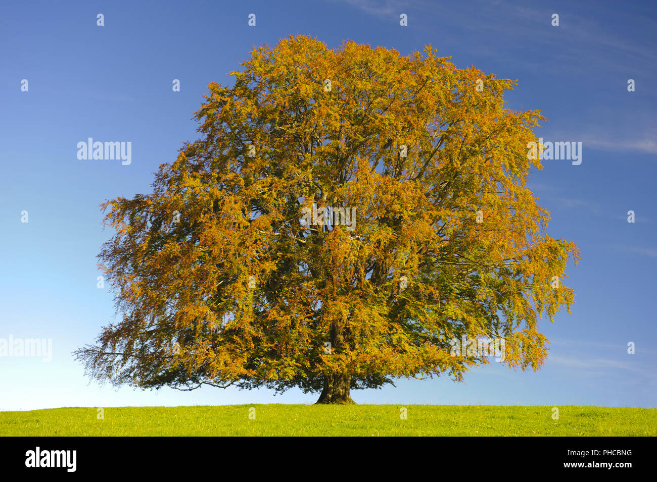 Old park meadow hi-res stock photography and images - Alamy