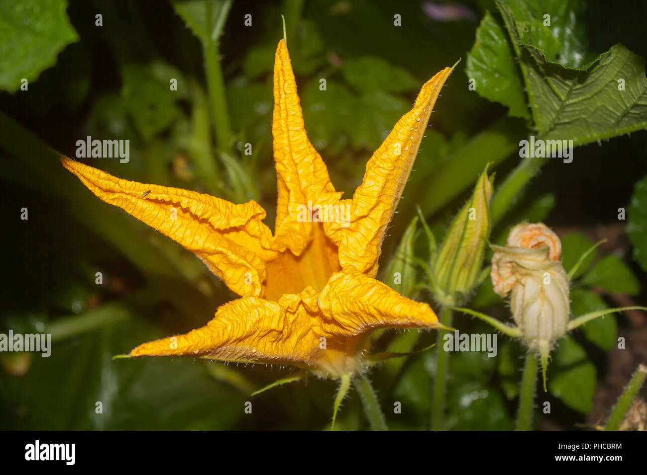 yellow flower of vegetable marrow closeup Stock Photo - Alamy