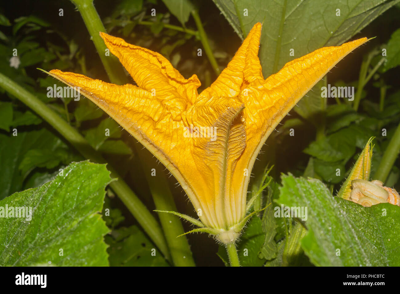 Big marrow hi-res stock photography and images - Alamy