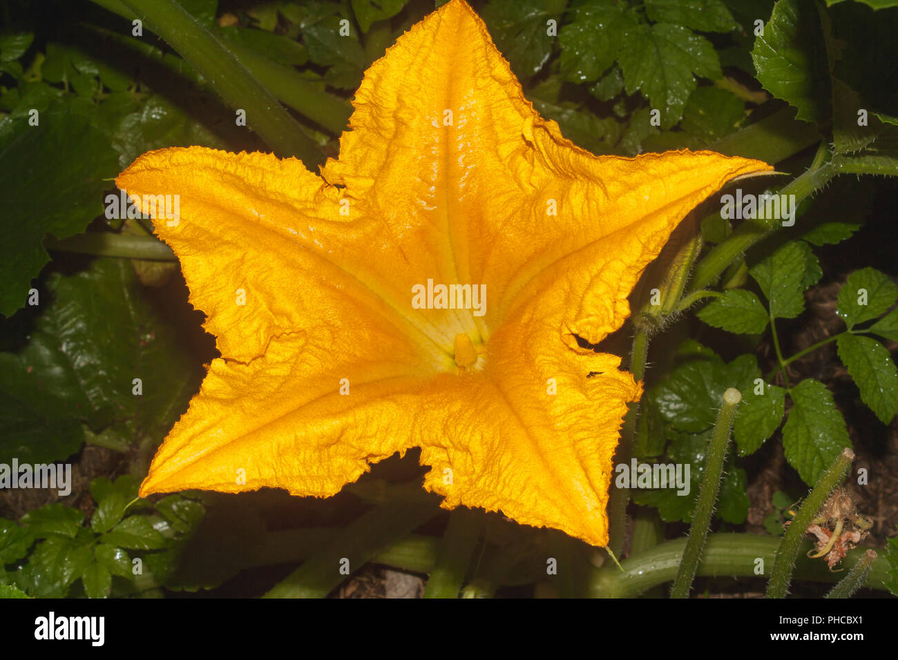 yellow flower of vegetable marrow closeup Stock Photo - Alamy