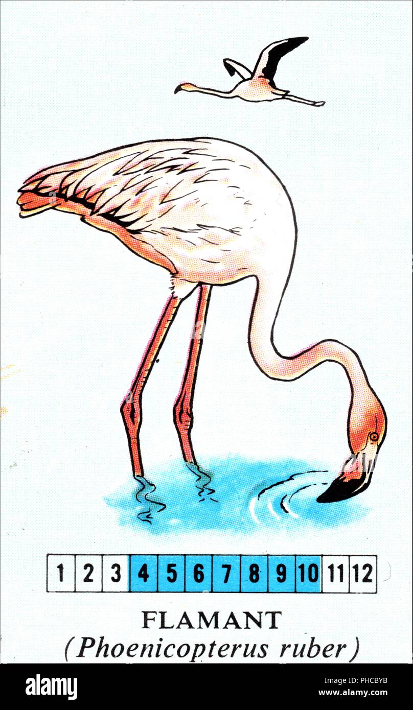 Flamant hi-res stock photography and images - Alamy