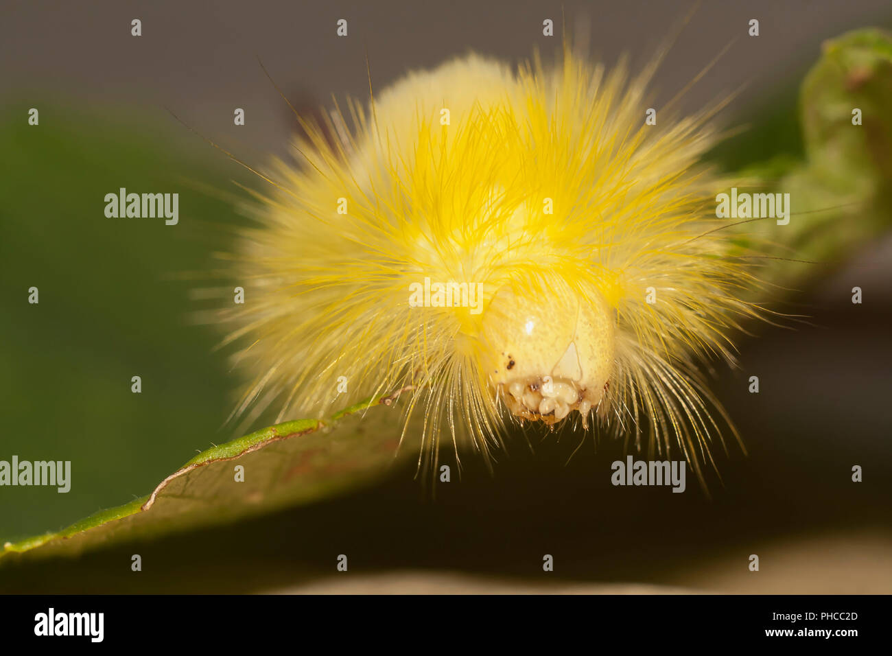 big, hairy caterpillar. maggot of Lymantriinae Stock Photo - Alamy