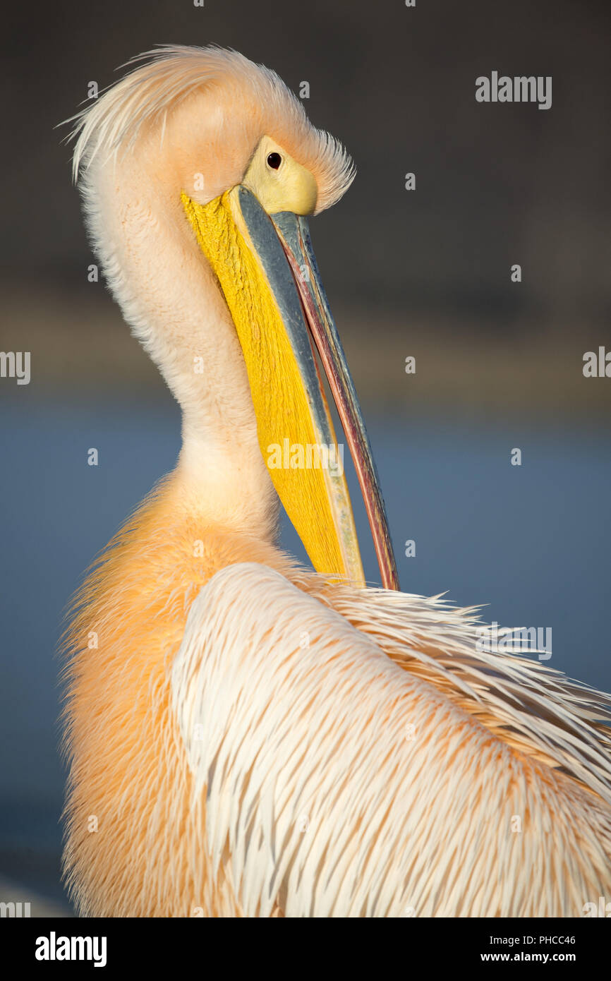 eastern white pelican head Stock Photo - Alamy