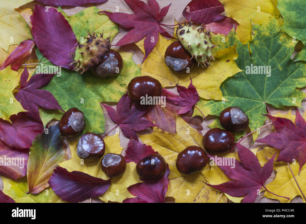 Face foliage hi-res stock photography and images - Alamy