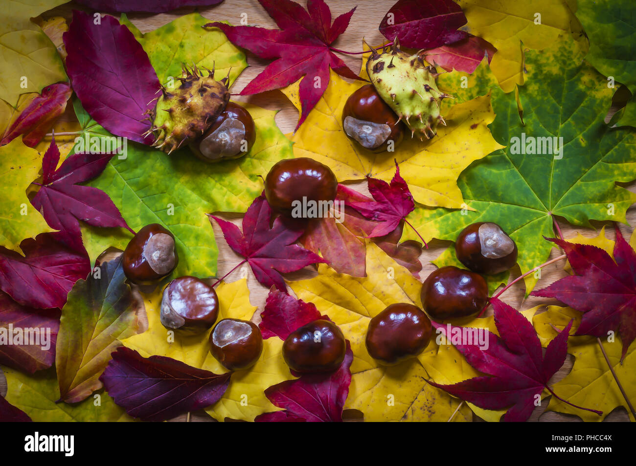 Face of foliage and chestnut Stock Photo - Alamy